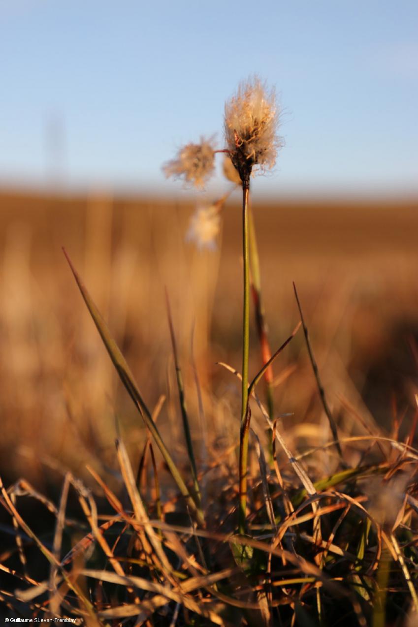 Ecological Studies and Environmental Monitoring at Bylot Island ...