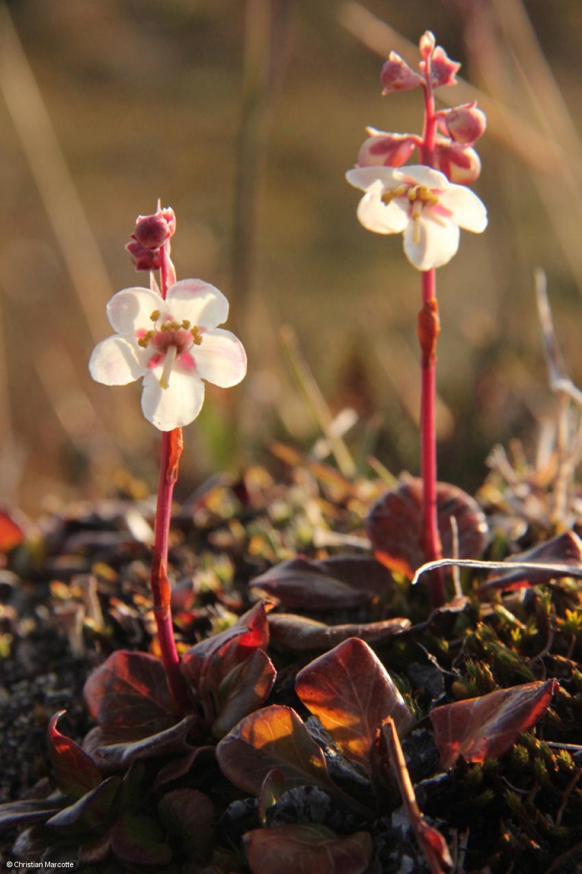 Ecological Studies and Environmental Monitoring at Bylot Island ...