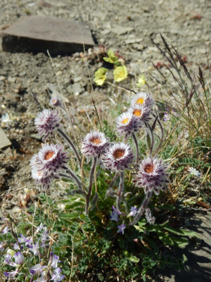 Ecological Studies and Environmental Monitoring at Bylot Island ...
